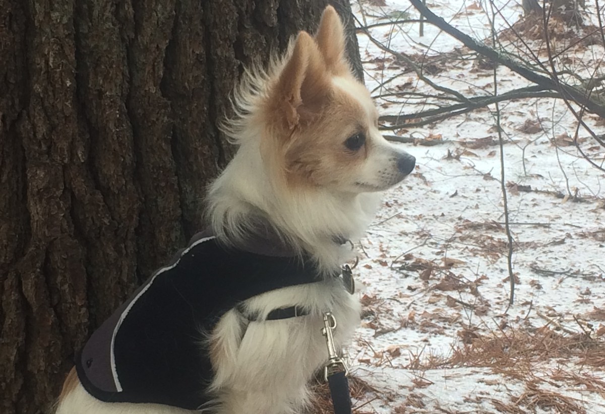 Dog Ownership and Respect – With All Due Respect